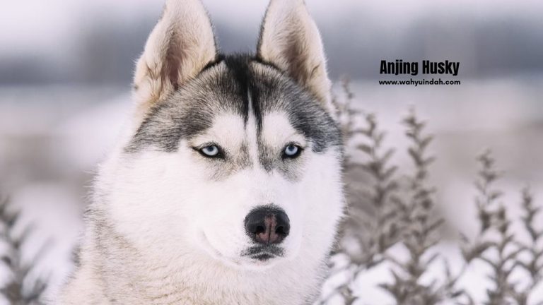5 Fakta Menarik Anjing Husky. Si Anjing yang Hobi Drama