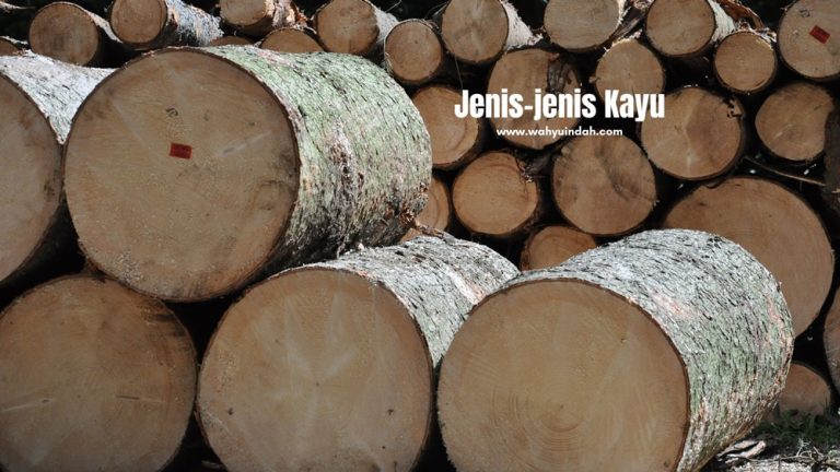 Indonesia Penghasil Kayu Eksotis Terbaik Dunia! Masihkah Impor Kayu?